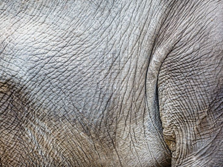 Gray Skin Causes and Treatment