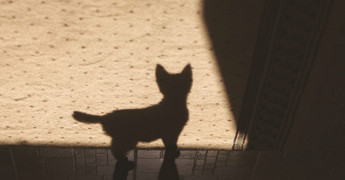 Phobia of Animals (Zoophobia): Symptoms, Causes, Treatment