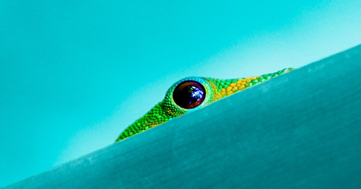 Herpetophobia (Fear of Reptiles): Causes and Treatment