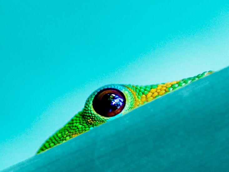 Herpetophobia (Fear of Reptiles): Causes and Treatment