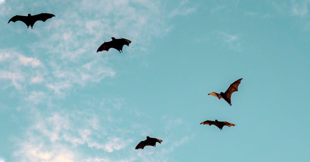 Bats Flying Away