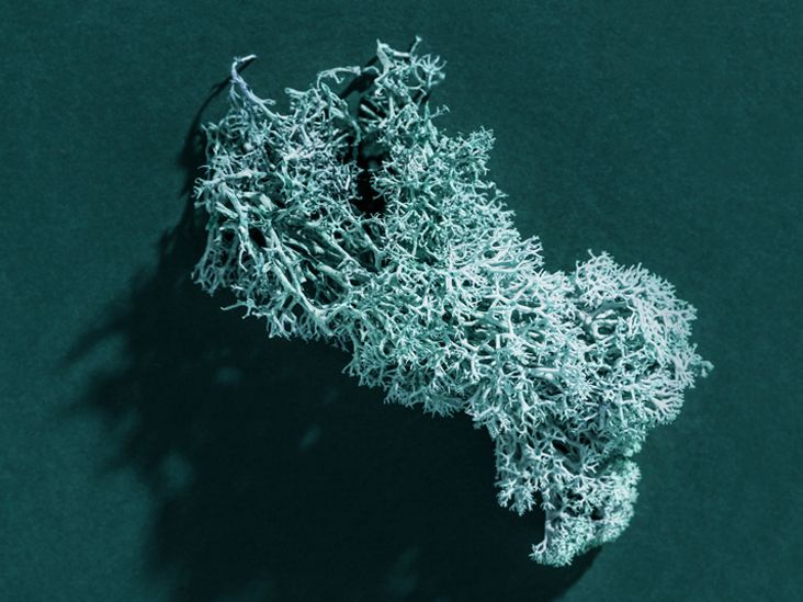 Sea Moss and Fertility: Claims, Research, Recommendations
