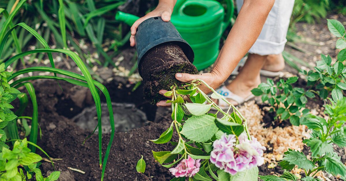 Hydrangea Root: Supplements, Uses, and Benefits