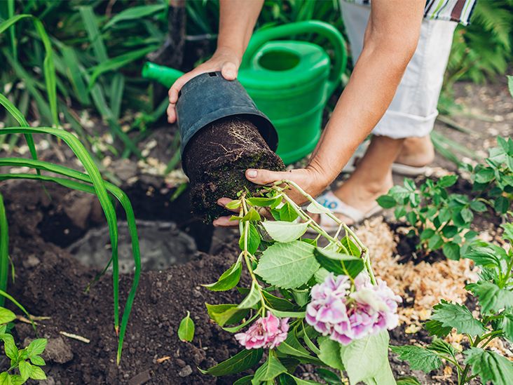Hydrangea Root: Supplements, Uses, and Benefits