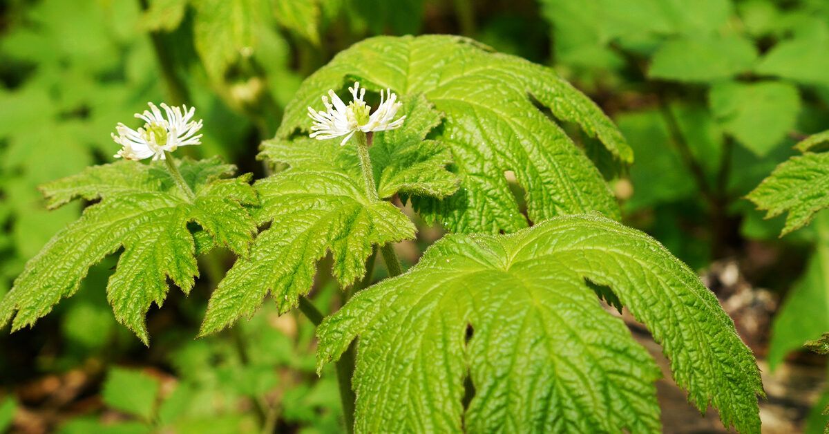 Berberine and Diabetes: Safety, Dosage, and Review