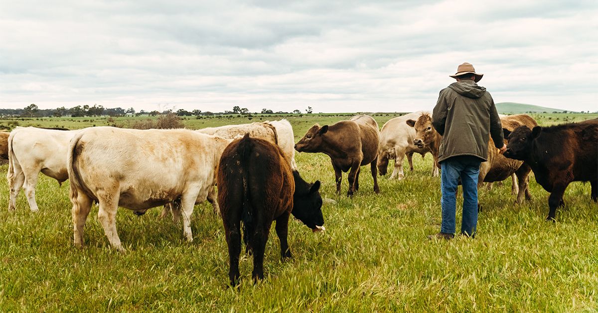 Eating Meat on a Sustainable Diet: Tips and More