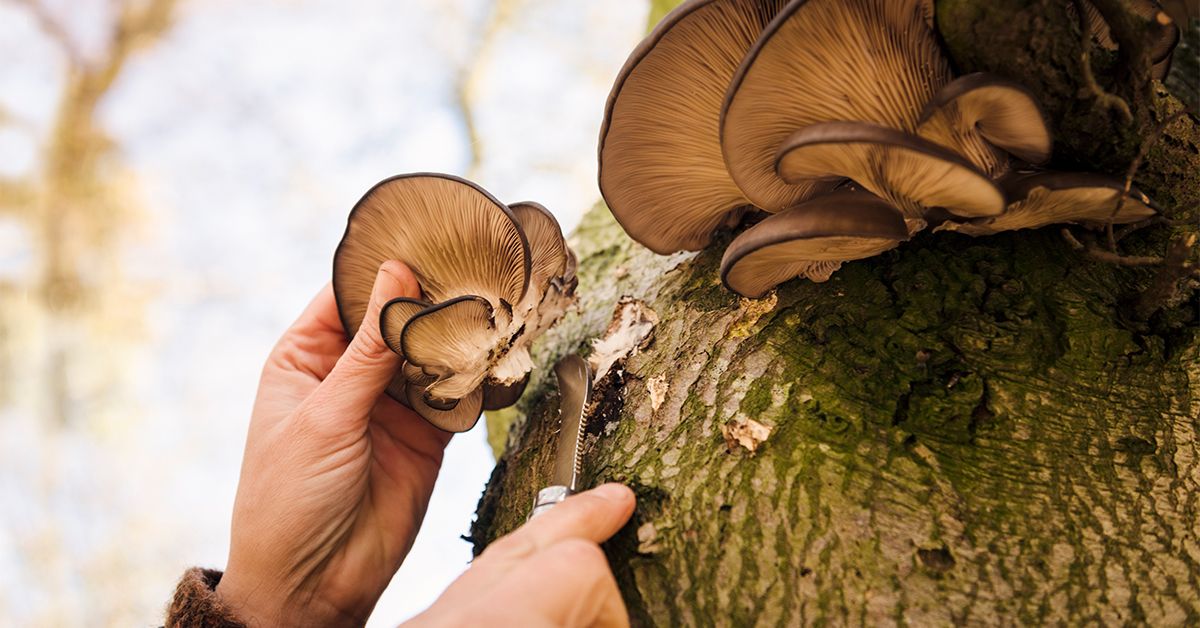 Foraging for Food: Tips, Common Foods, Safety, and More