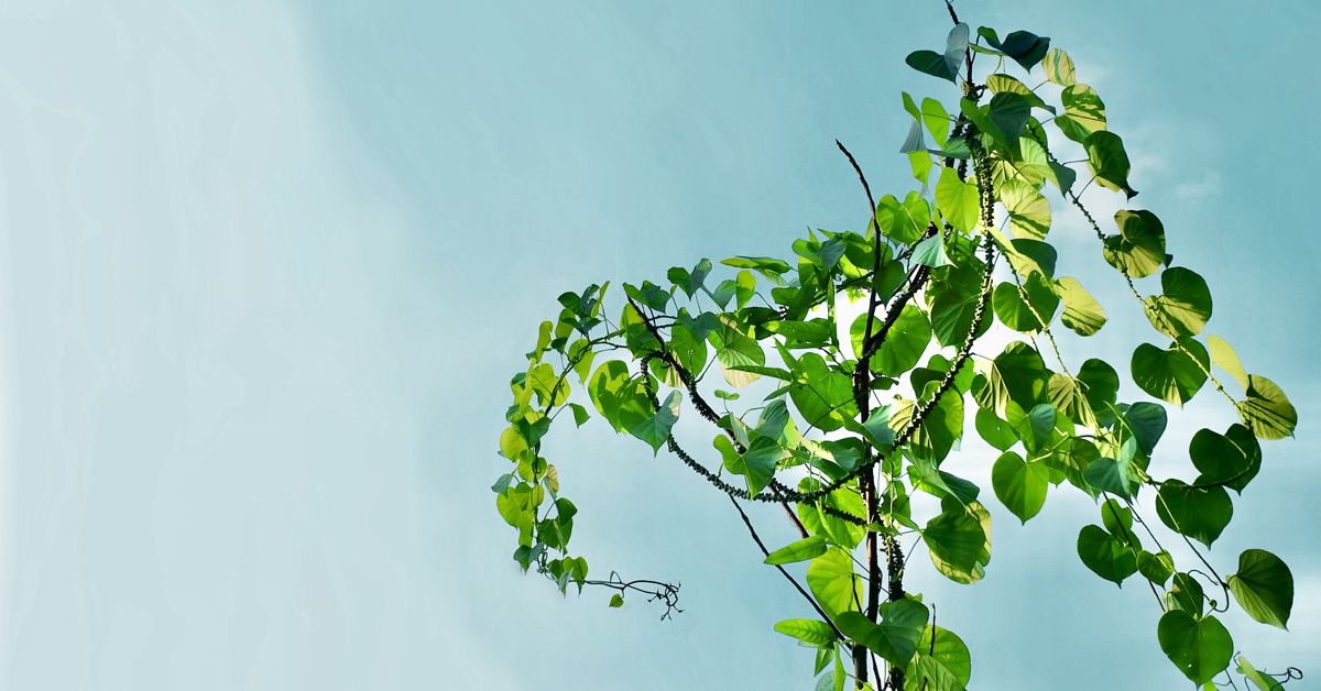 What Is Giloy? Nutrients, Benefits, Downsides, and More