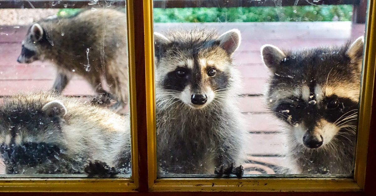 Rabies: Symptoms, Cure, Vaccine, Prevention, and More