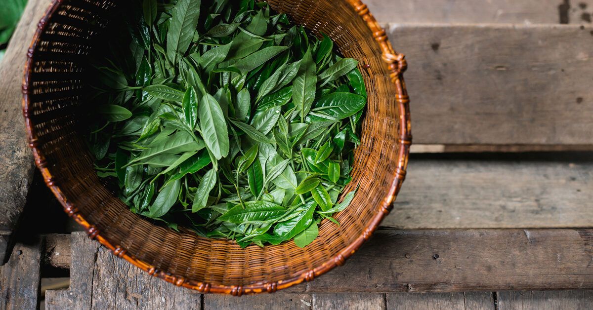 Is Darjeeling Tea Good for You? Uses, Benefits, and Downsides