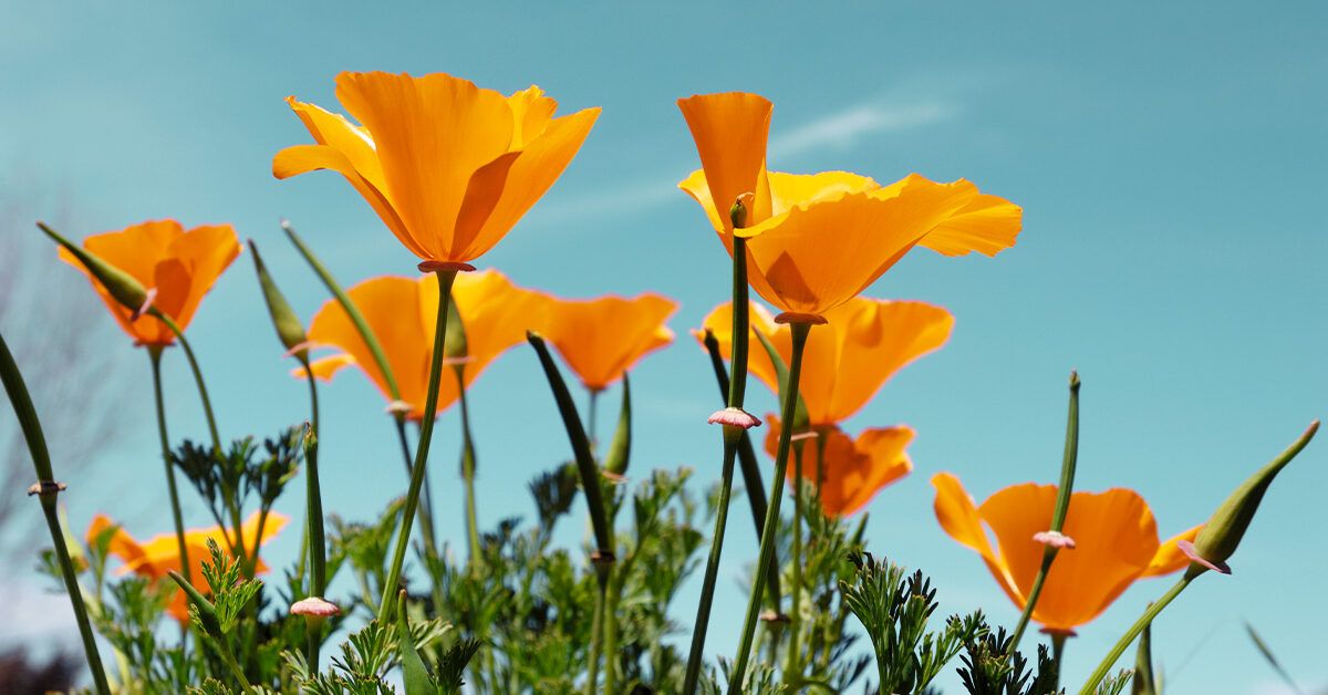 California Poppy: Benefits, Uses, Dosage, and Side Effects