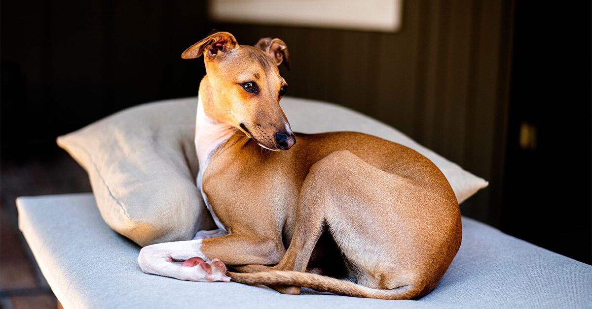 Monkeypox Detected in Dog: What to Know