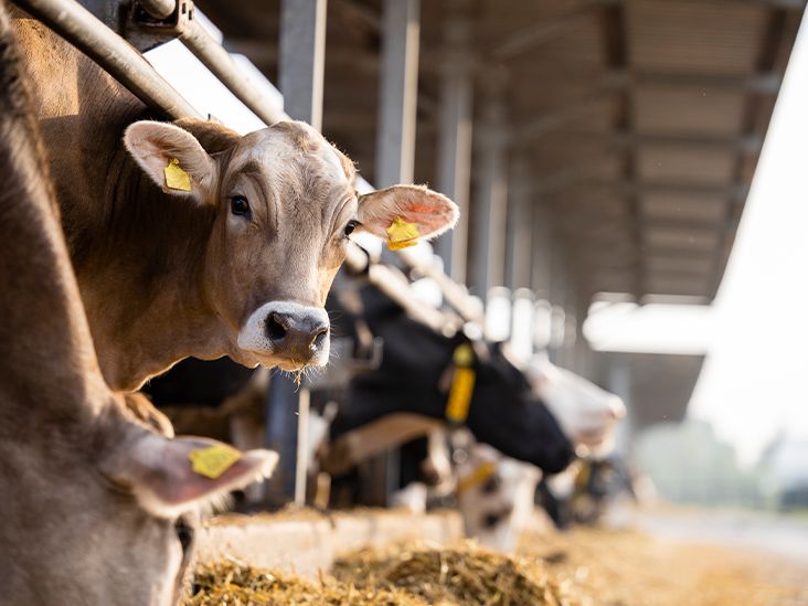 USDA Cracks Down on Meat With Misleading Labels Like 'No Antibiotics'