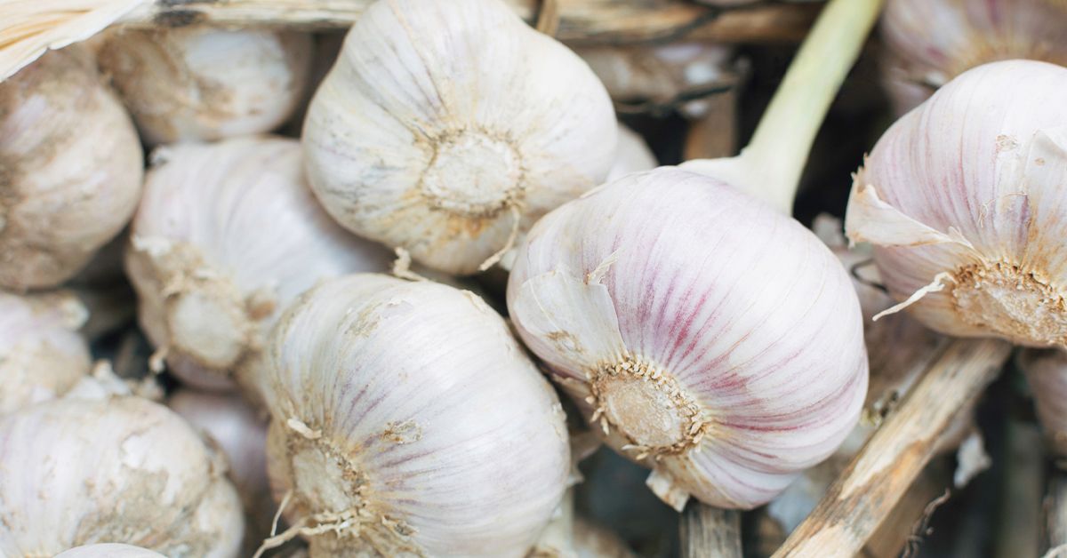Health Benefits of Garlic