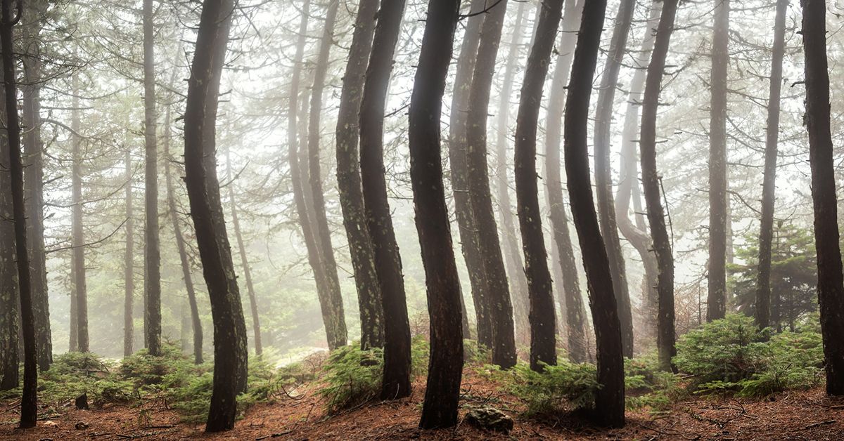 Metamorphopsia: Why Am I Seeing Horizontal Lines as Rounded?