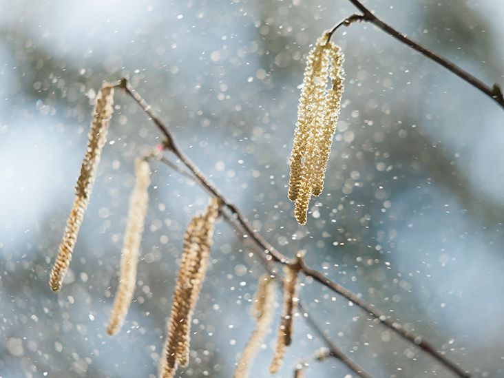 Pollen Count: What It Is and How to Track It