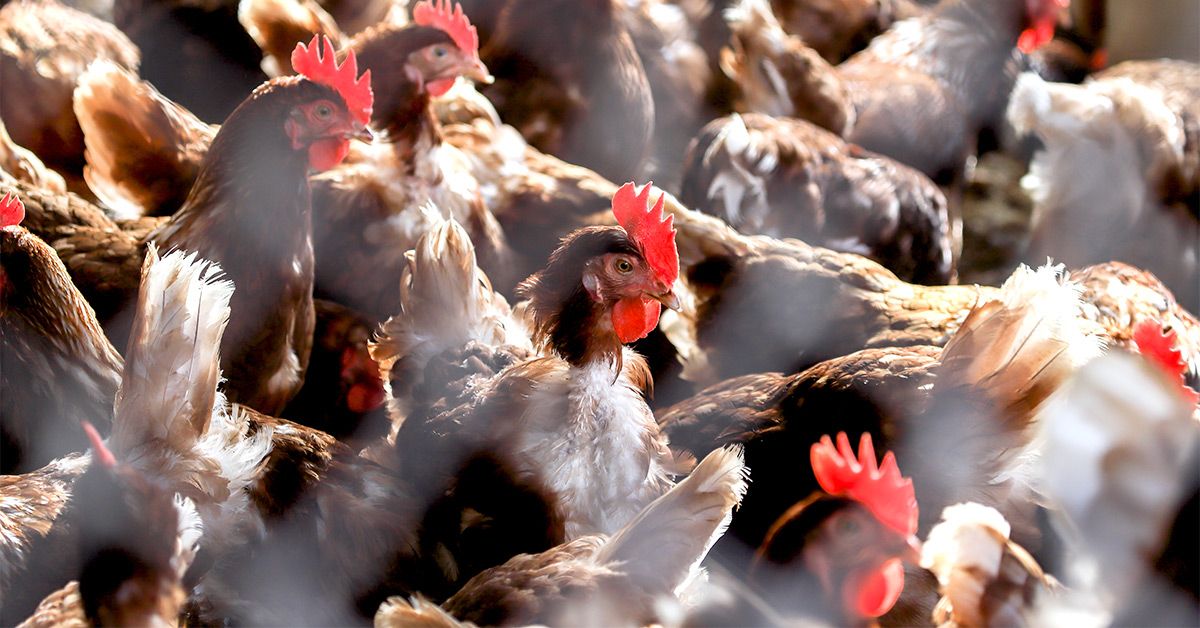 Bird Flu: Man in Mexico with First Human Case of H5N2 Variant Dies