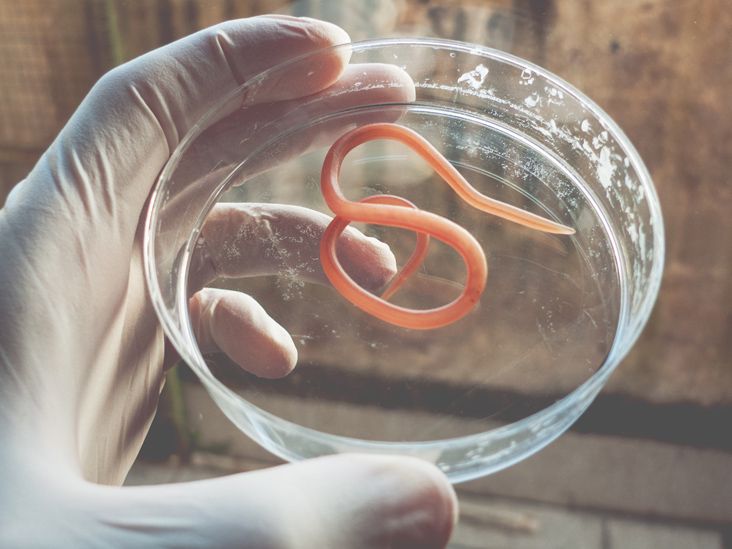 Helminthic Treatment for Crohn’s Disease