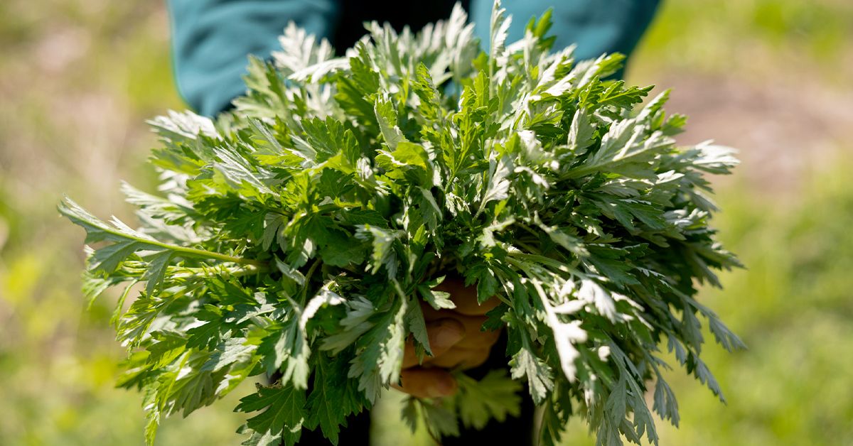 Mugwort: Possible Benefits and Other Health Effects