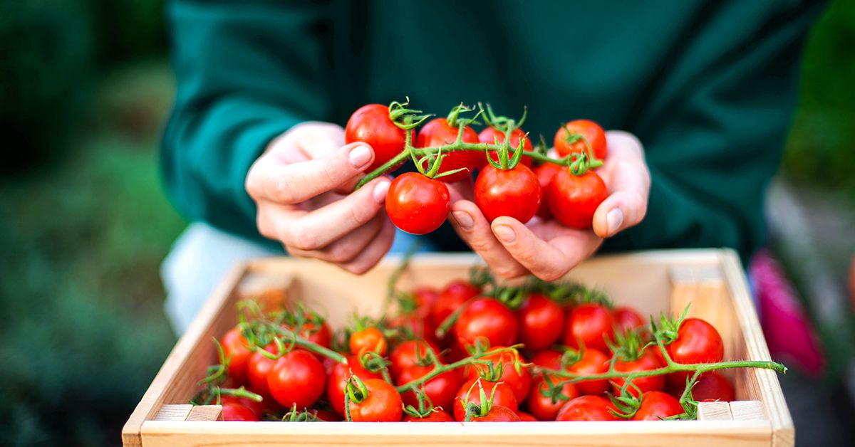 Tomatoes: Nutrition Facts and Health Benefits