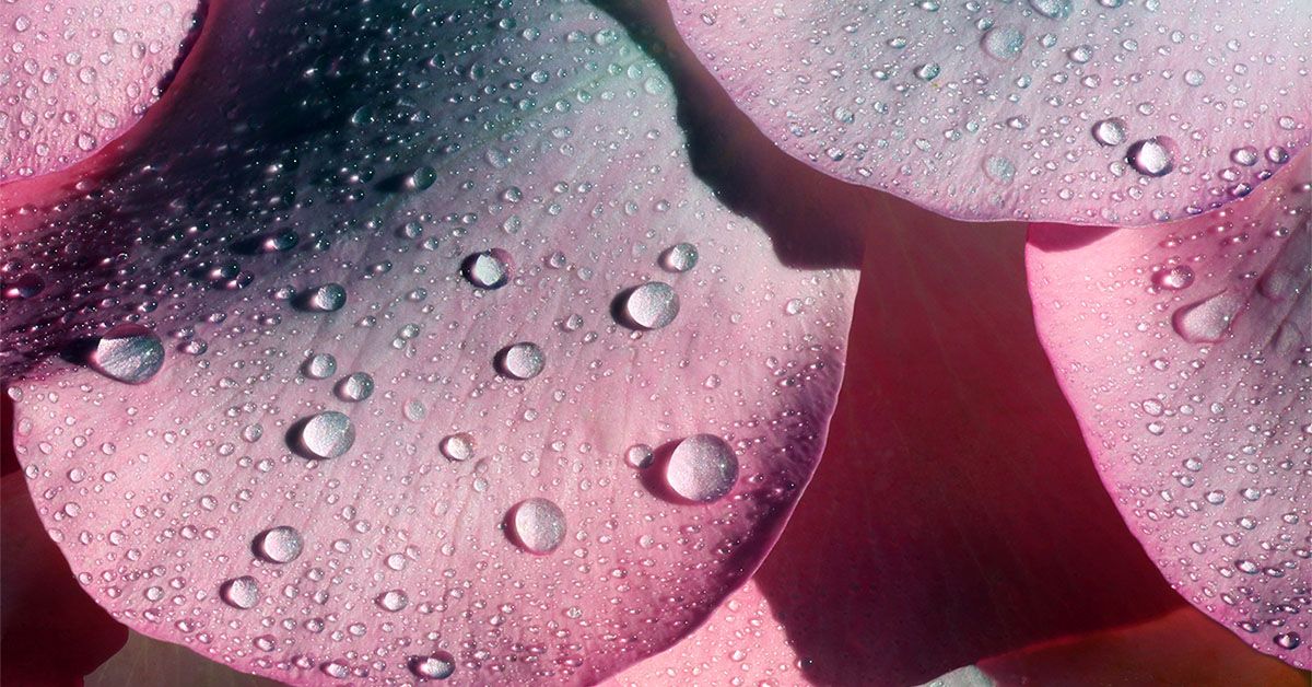 Rose Water: Benefits and How to Use