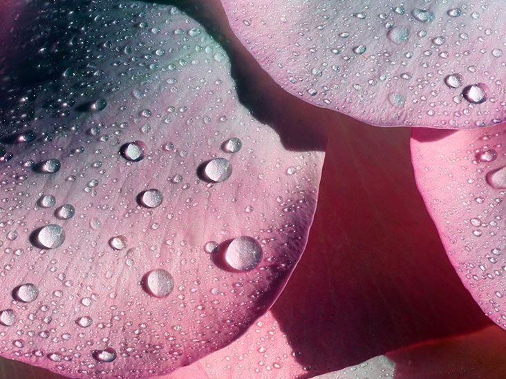 Rose Water History How To Use And Benefits