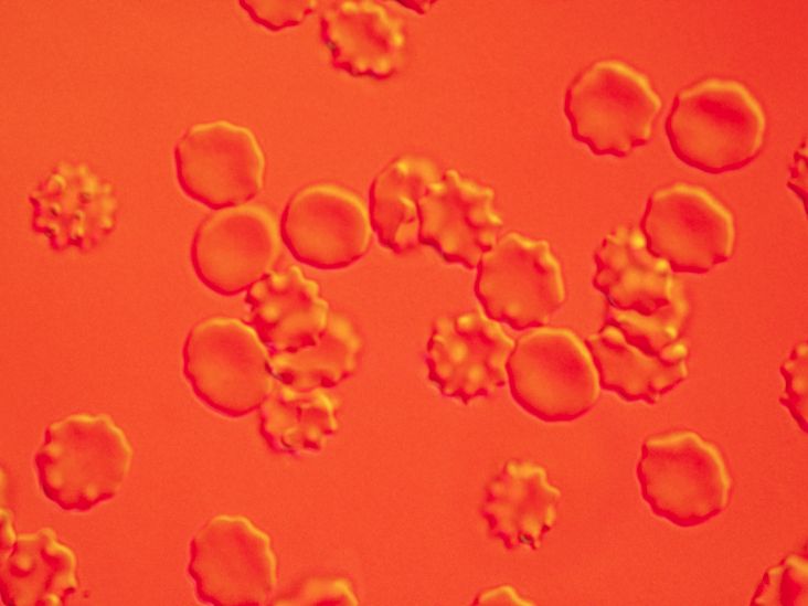 Red Blood Cells: Structure, Functions, and Importance