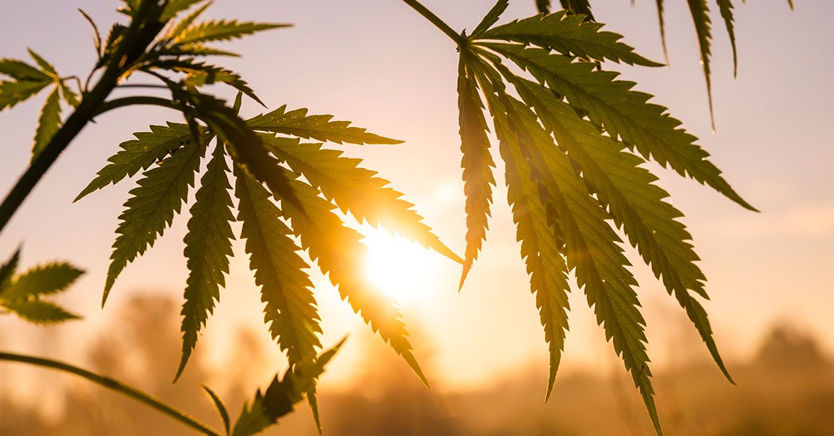 Can Marijuana Cause Stomach Ulcers? What the Research Says