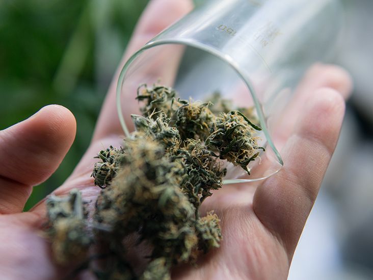 Moldy Weed: What to Look for and How to Handle It