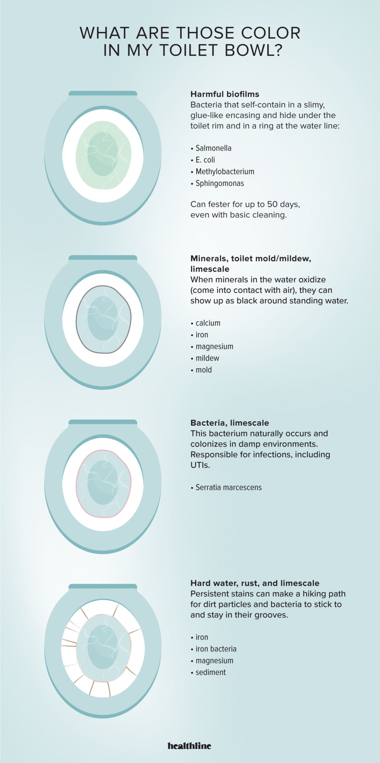 Here's Why Regular Toilet Bowl Cleaning Is Important (and What to Use)