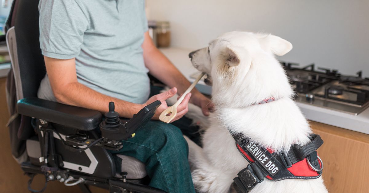 Medical Alert Dog Application: Eligibility and How to Apply