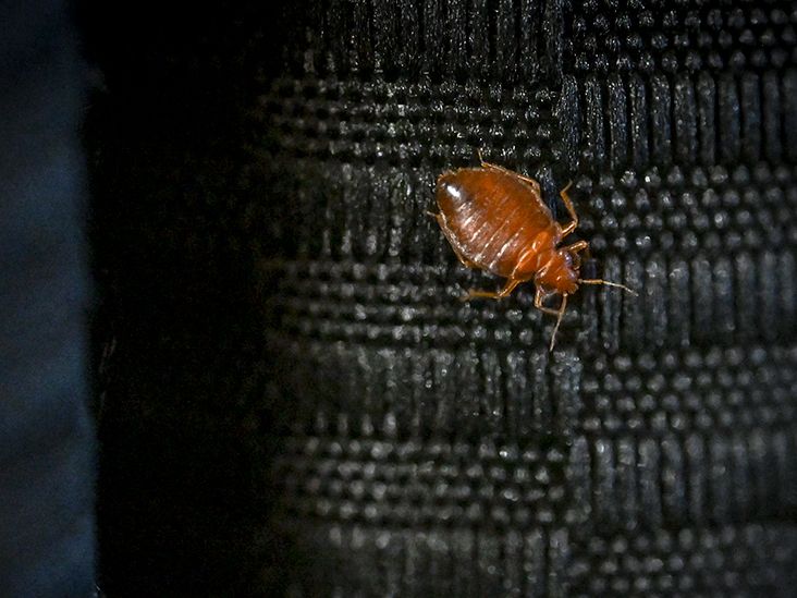 What Causes Bedbugs? Identifying and Dealing with Them