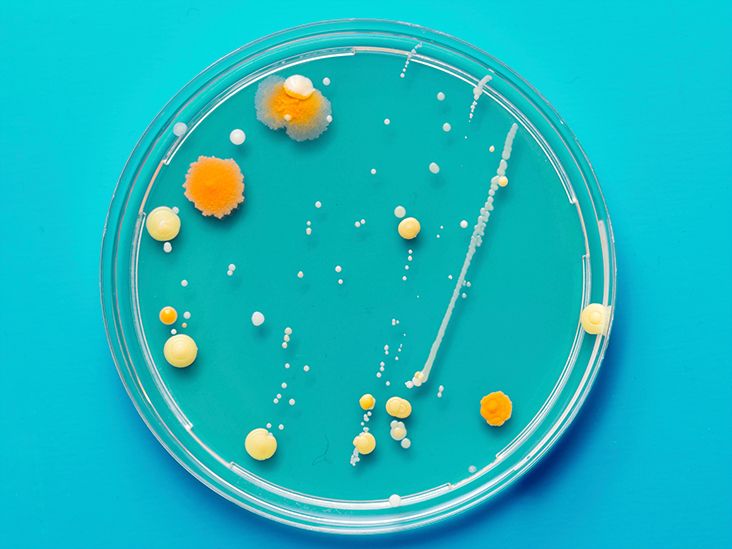 Chlamydia Species: Transmission, Complications, Prevention