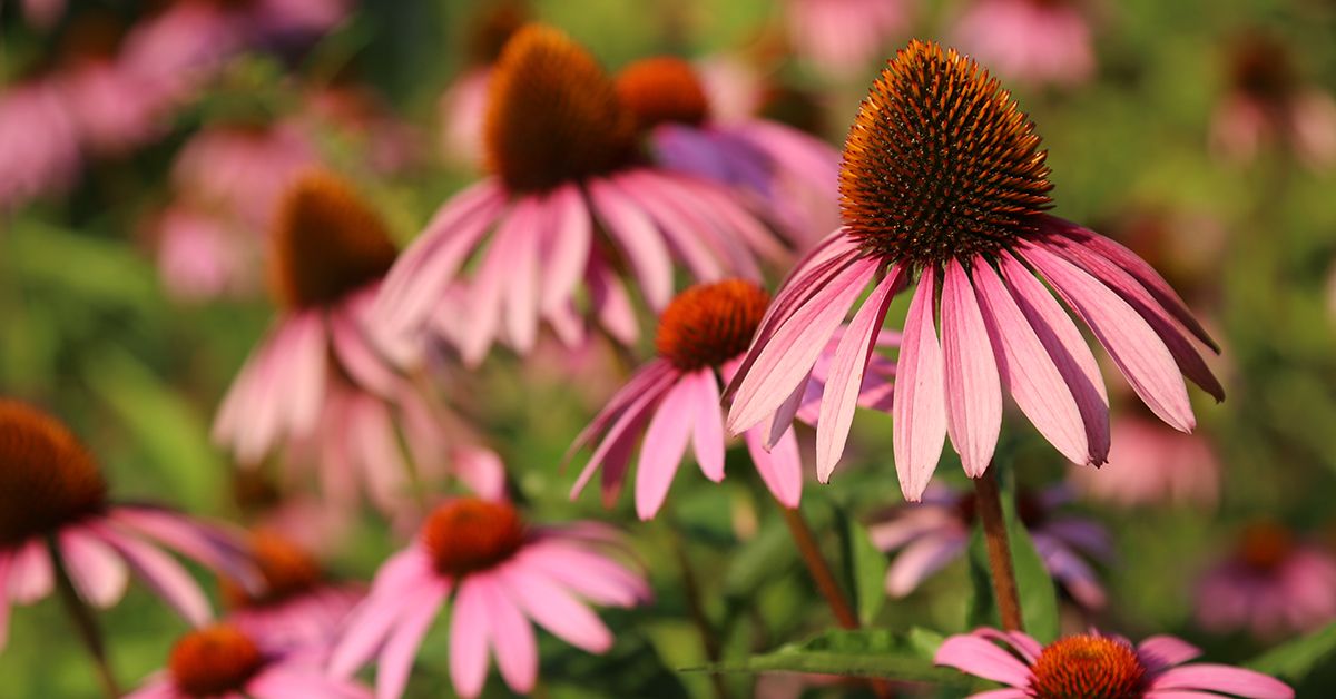 9 Medicinal Plants and their Research-Backed Health Benefits