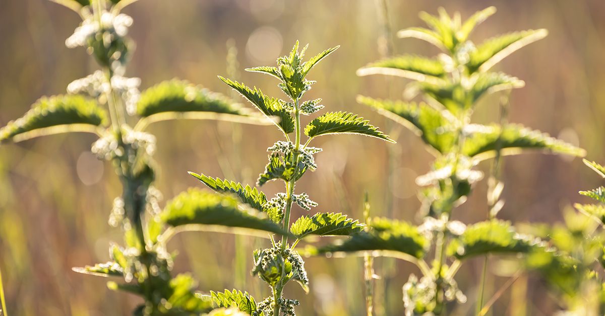 Stinging Nettle Rash: Pictures, Treatment, Home Remedy