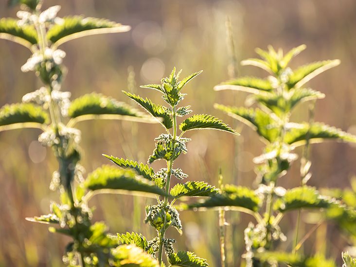 Stinging Nettle Rash: Pictures, Treatment, Home Remedy
