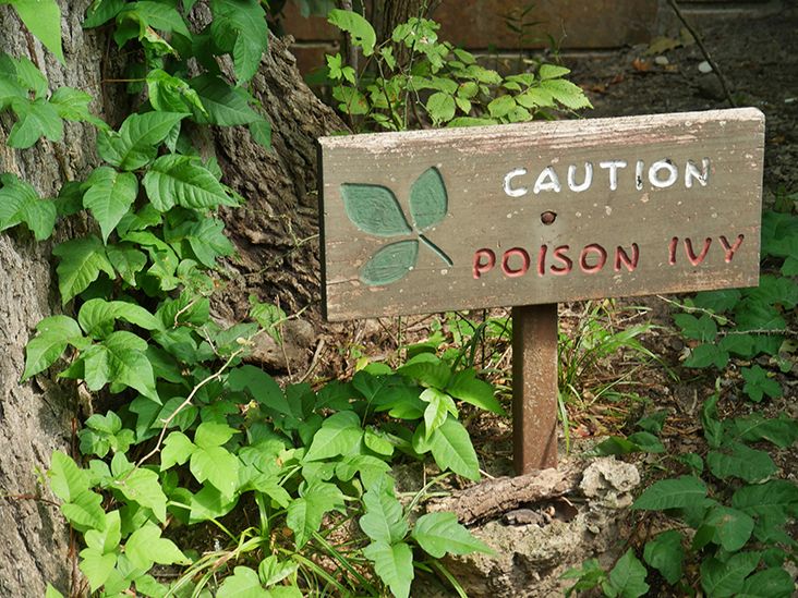 Is Poison Ivy Contagious? How It Spreads