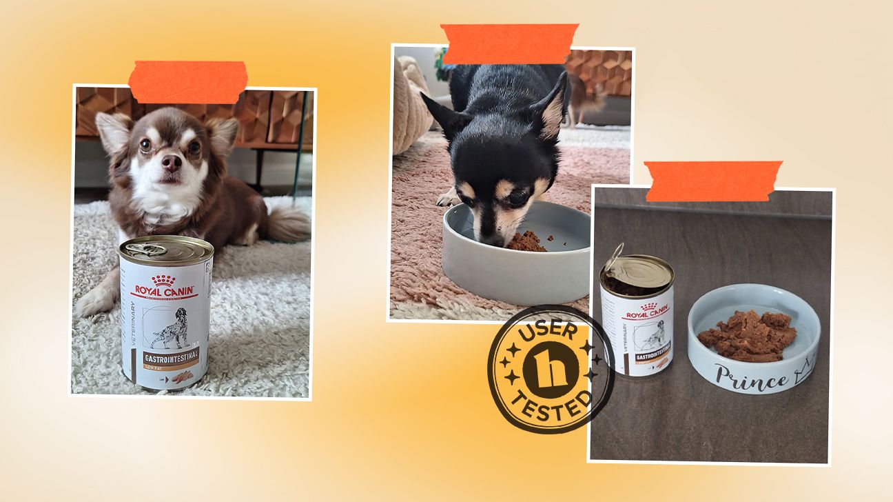 What Are The Best Dog Foods? We Spoke To A Vet