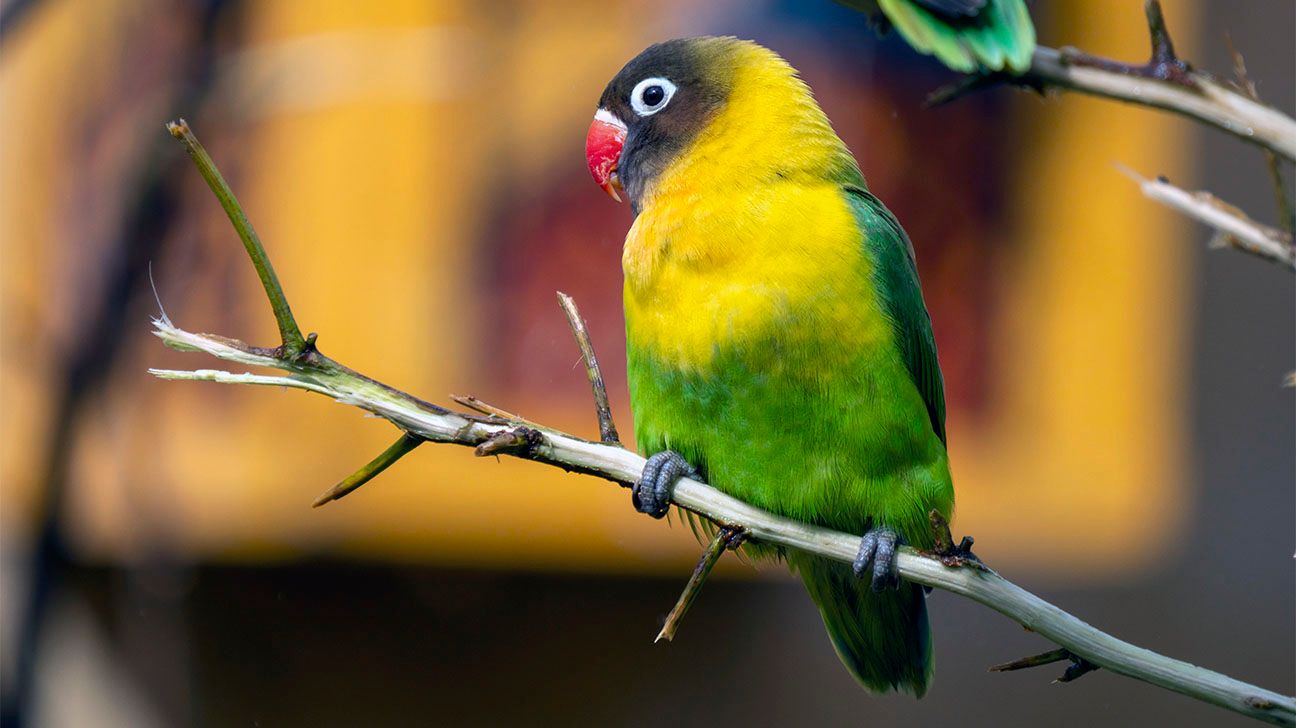 7 Best Birds as Pets