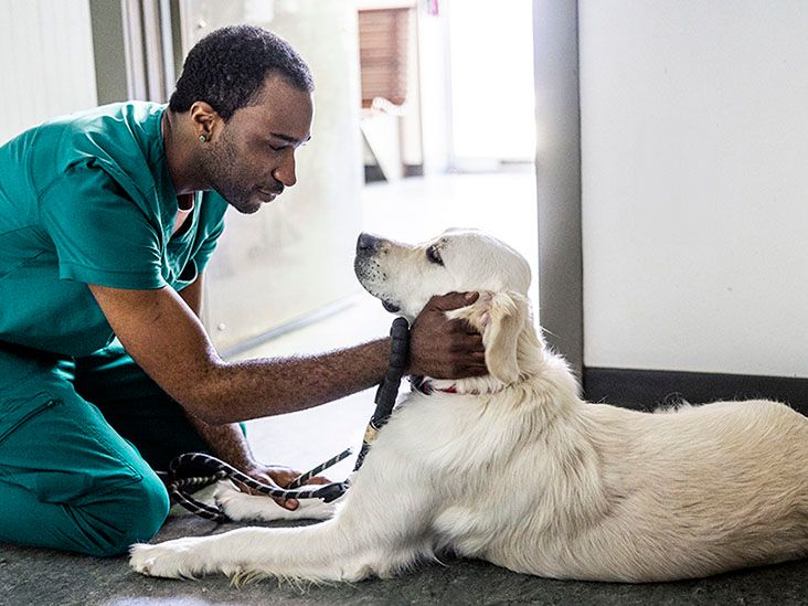 Dog Spaying Surgery: Benefits, Risks, and More