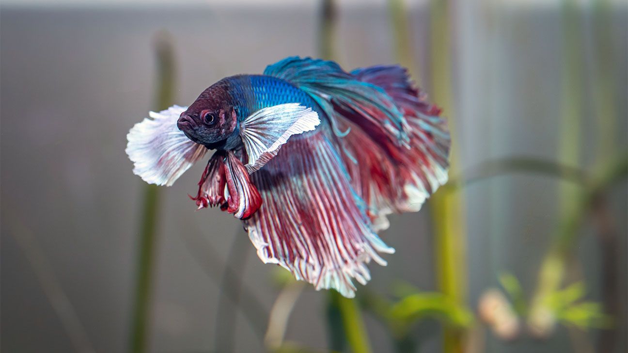 7 Best Pet Fish for Children