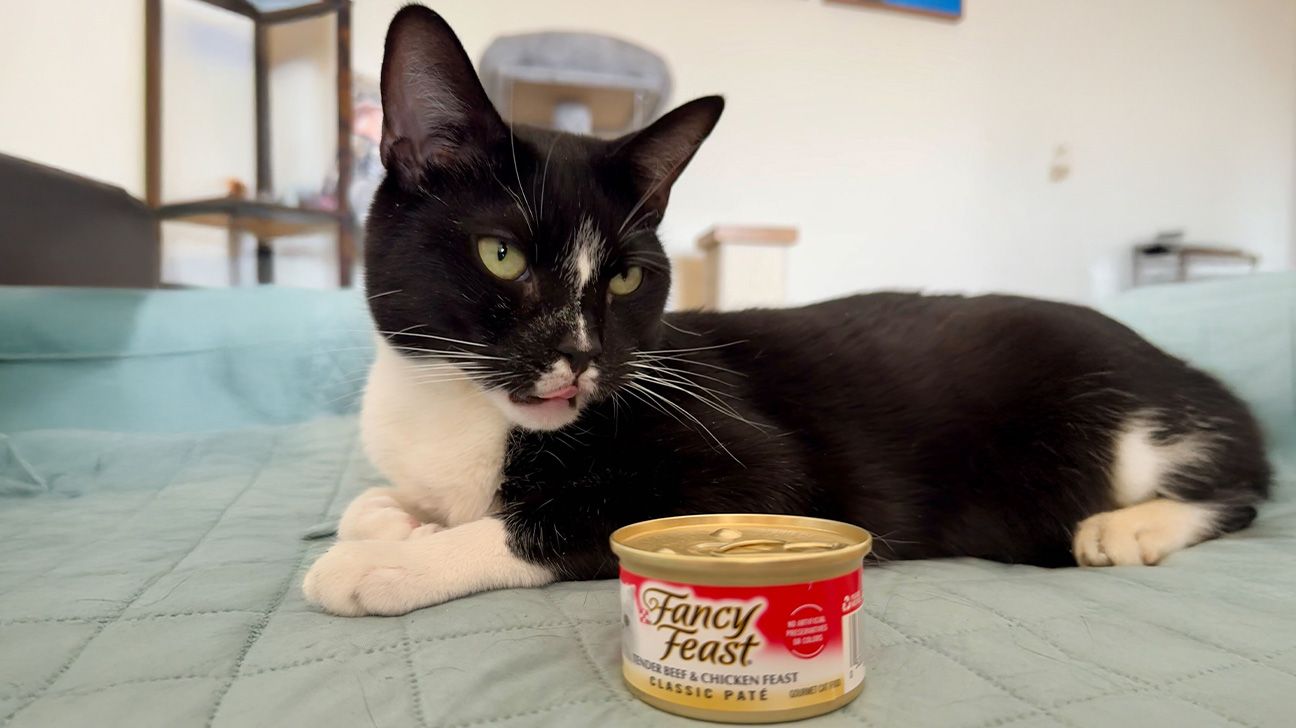 The Best Cat Foods for 2026: A Vet Tells All