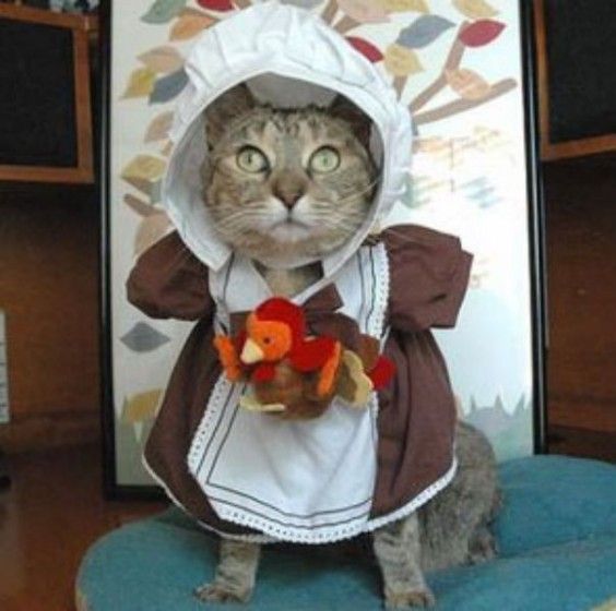 5 Happy Things: Animals Dressed as Pilgrims Edition