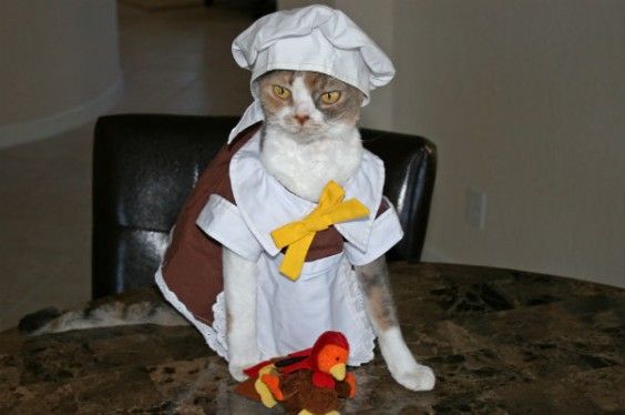 5 Happy Things: Animals Dressed as Pilgrims Edition