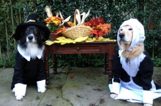 5 Happy Things: Animals Dressed as Pilgrims Edition