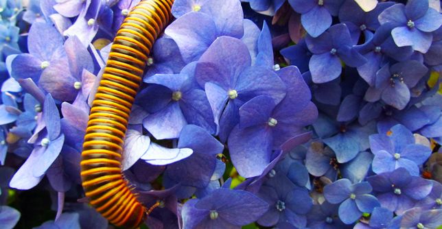 Eat a Bug, Save the Environment