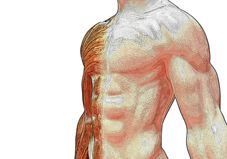 Stay Hydrated to Stop Muscle Cramps