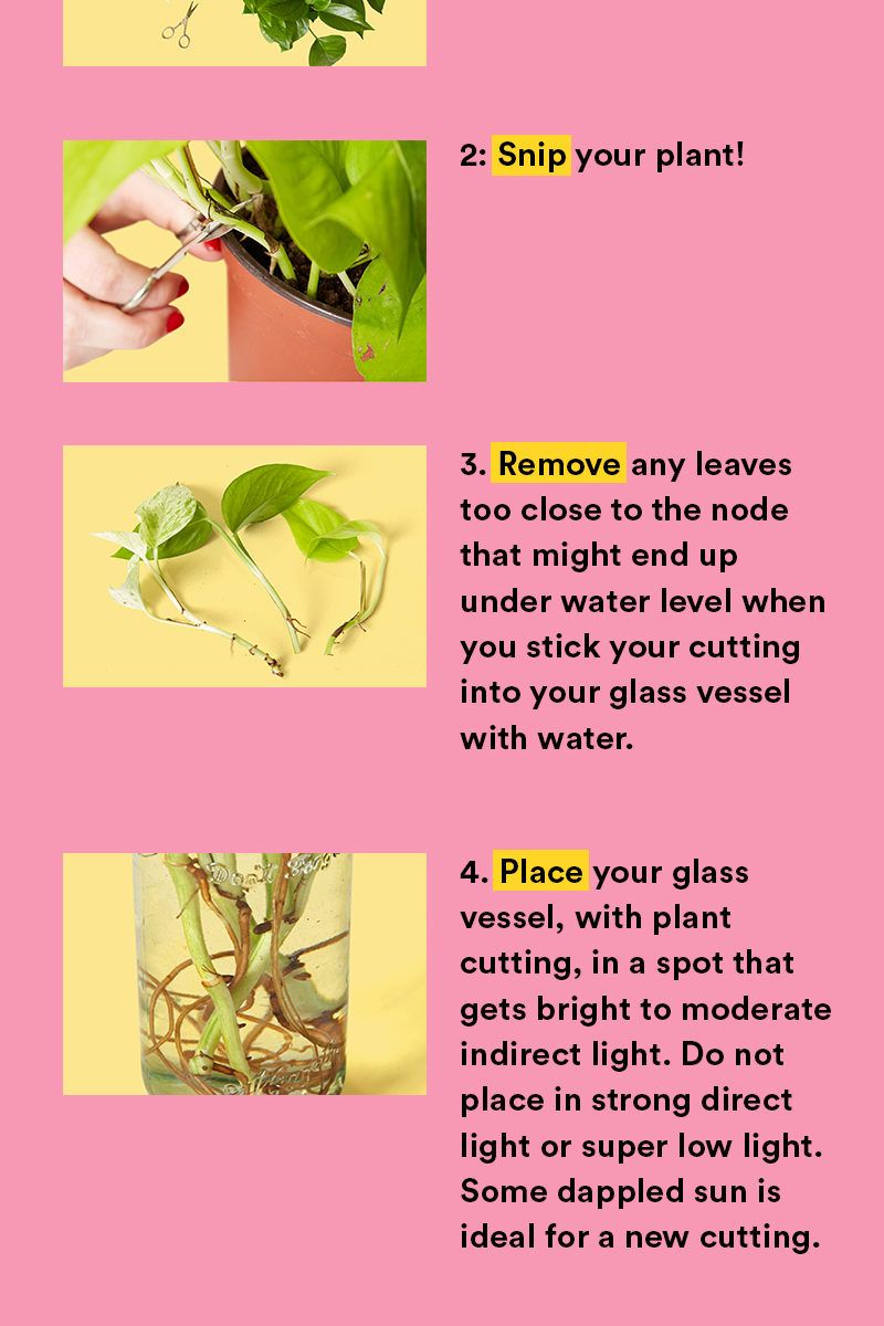 How to Propagate Philodendron: Easy Steps for Beginners