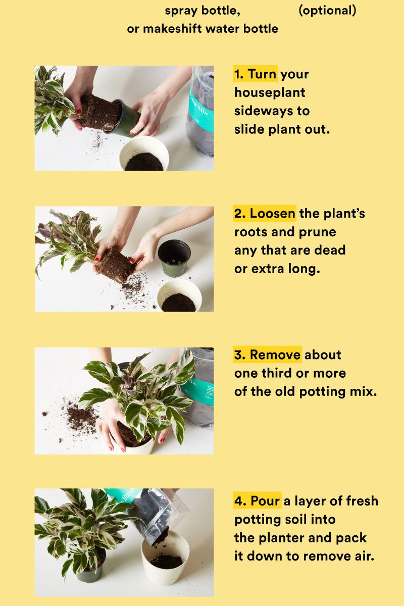 7 Steps to Repotting — It's Easier than You Think