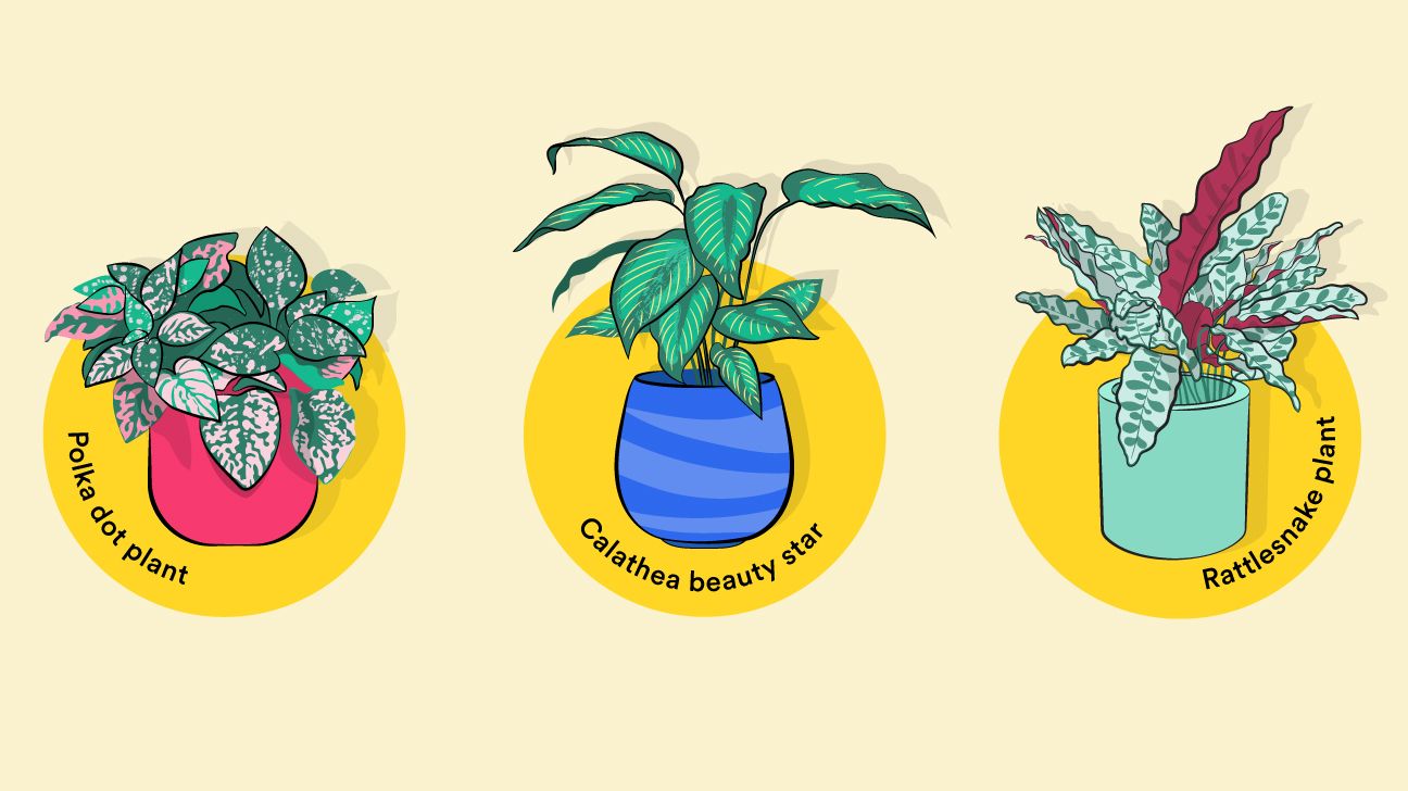 21 Types of Indoor Plants: Large and Small